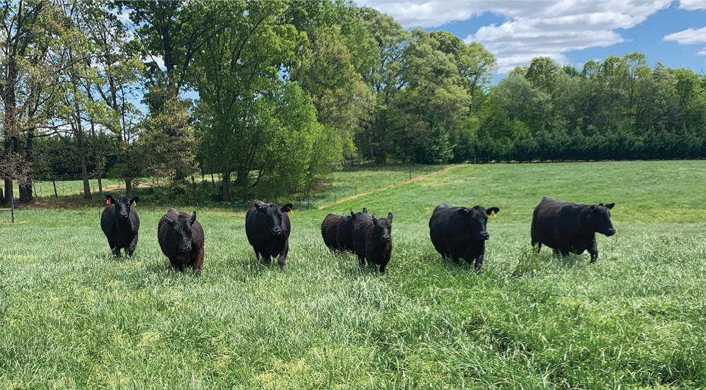Green shoots: Ranchers keep family heritage alive, preserving N.C ...